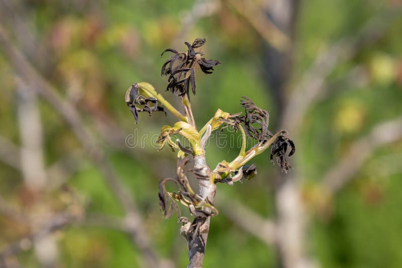 Walnut Tree after Late Spring Frost Stock Image - Image of sprout ...