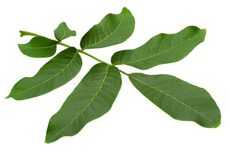 Walnut tree leaf closeup stock image. Image of flora - 245769147