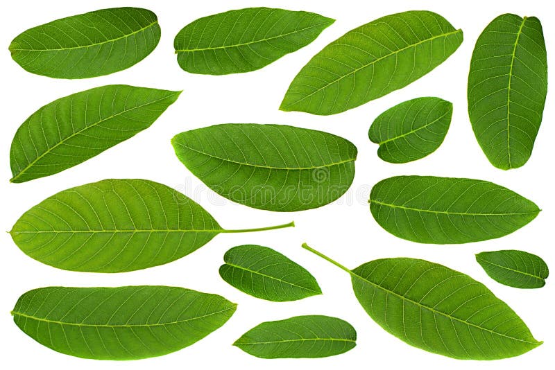 Walnut Tree Leaf Collection Closeup Stock Image - Image of collection ...