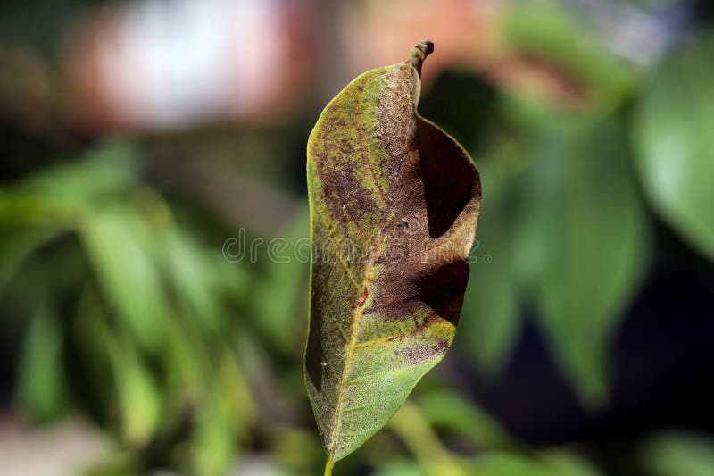 Walnut Tree Leaf Diseases. Understanding Fungal Infections Stock Photo ... Walnut Tree Leaf Diseases. Understanding Fungal Infections Stock Photo ...