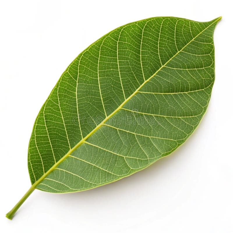Walnut Tree Leaf Isolated on White Background Stock Illustration ...