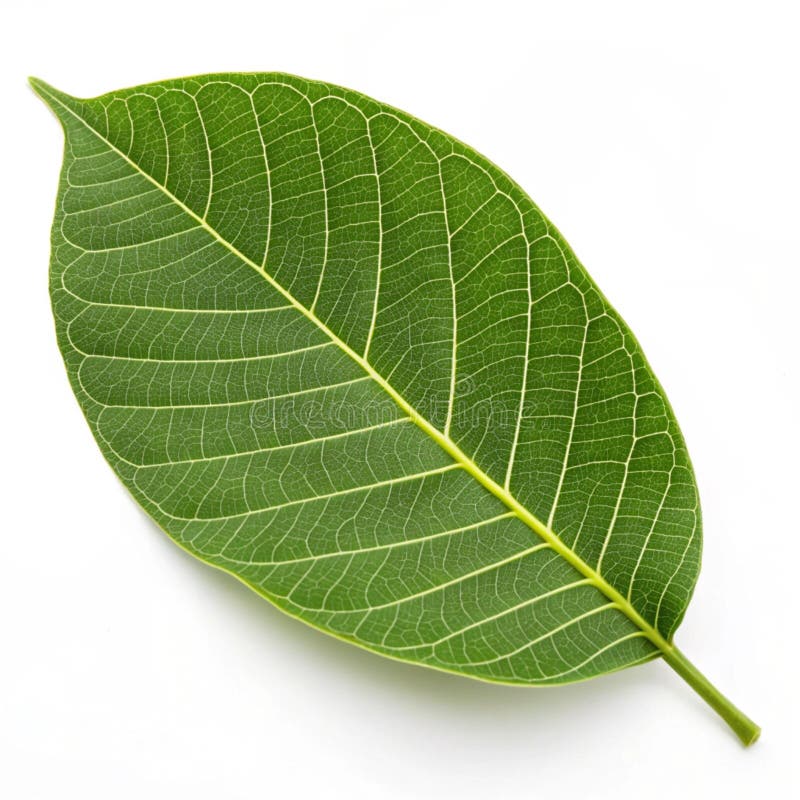 Walnut Tree Leaf Isolated on White Background Stock Illustration ...
