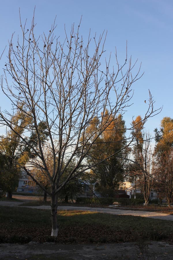 Walnut Tree without Leaves in Fall Season Stock Image - Image of ...