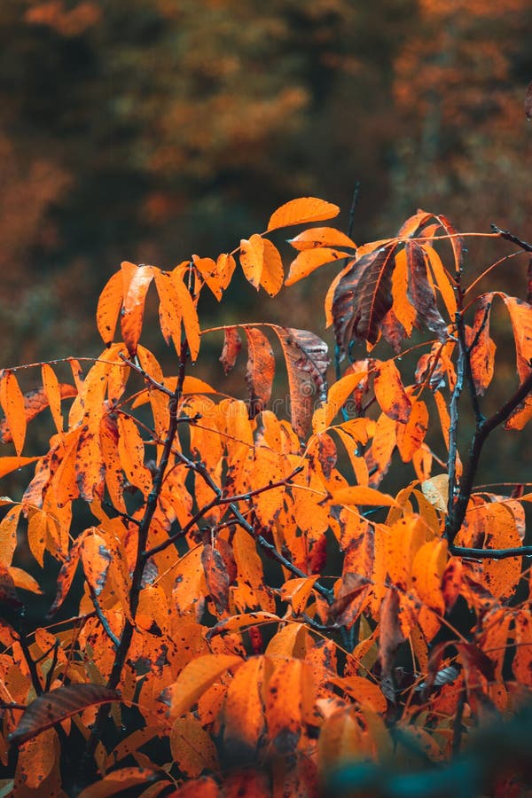 Walnut Tree Leaves Fully Orange. Stock Image - Image of branch, orange ...