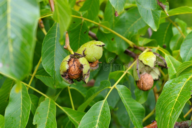 A Walnut Tree with Many Nuts Stock Photo - Image of season, macro ...