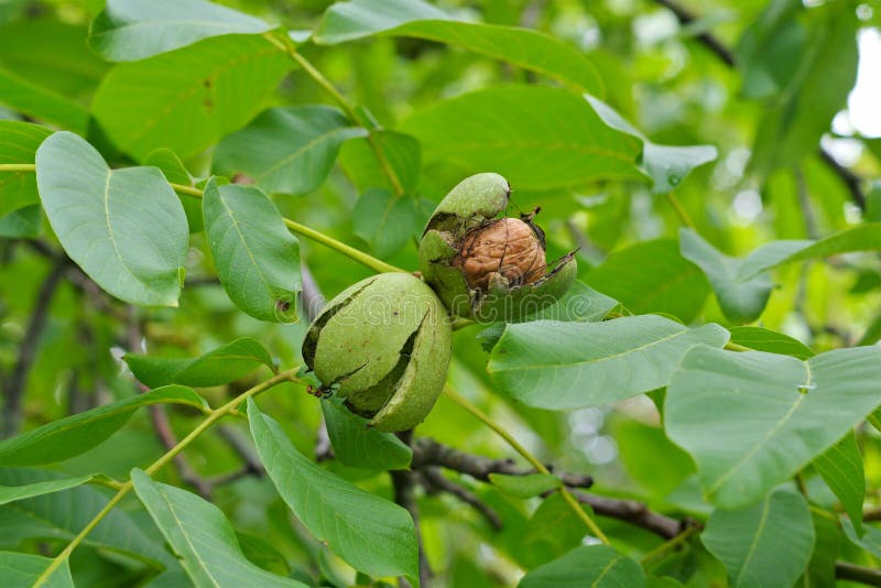 A Walnut Tree with Many Nuts Stock Photo - Image of twig, ripe: 265095340