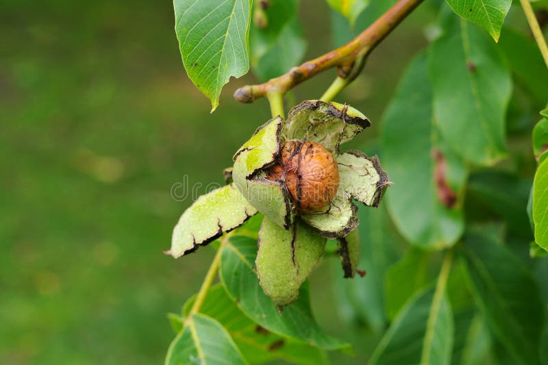A Walnut Tree with Many Nuts Stock Photo - Image of leaf, autumn: 306636748