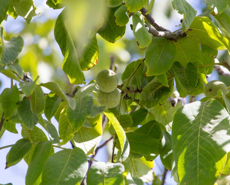 Walnut tree in nature stock image. Image of close, health - 101044013