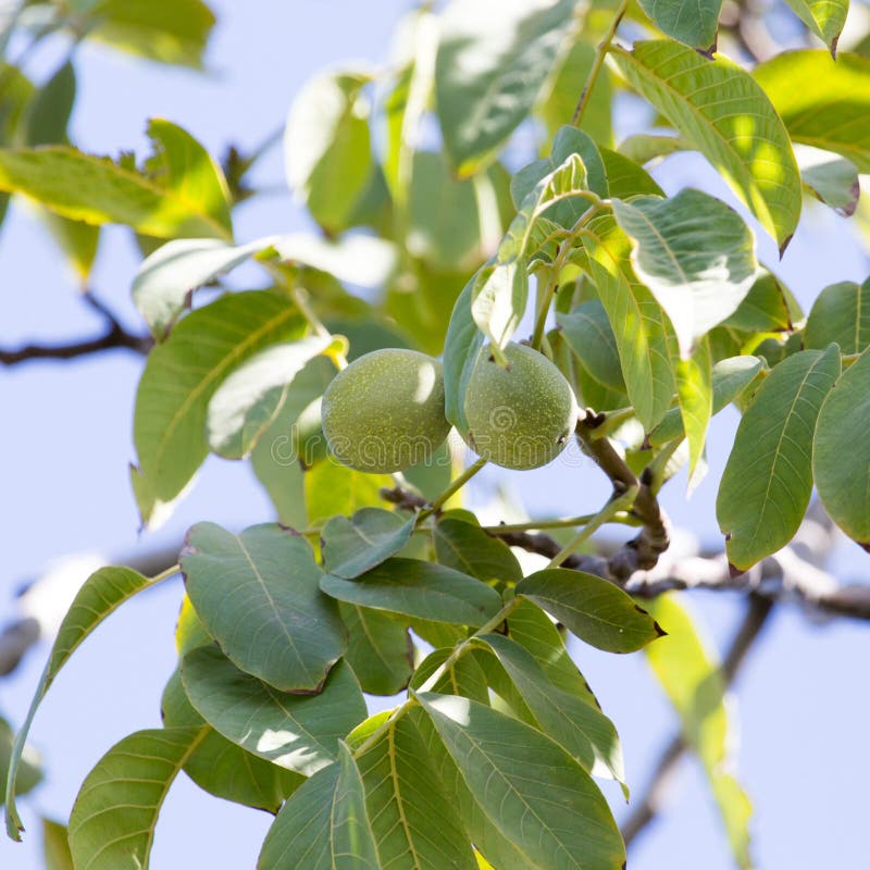 Walnut tree in nature stock image. Image of foliage - 101457083