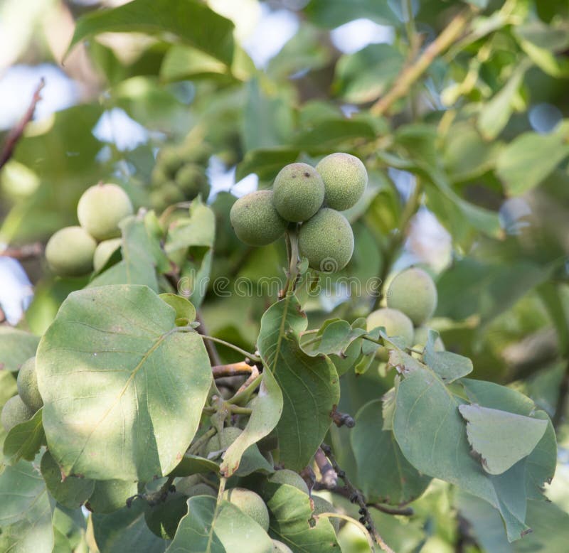 Walnut tree in nature stock photo. Image of harvest - 101624894