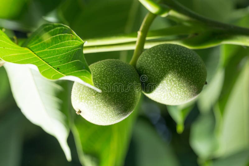 Walnut tree in nature stock image. Image of lifestyle - 104470985