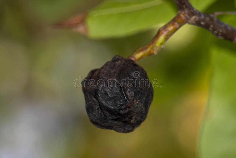 351 Rotten Walnut Stock Photos - Free & Royalty-Free Stock Photos from ...