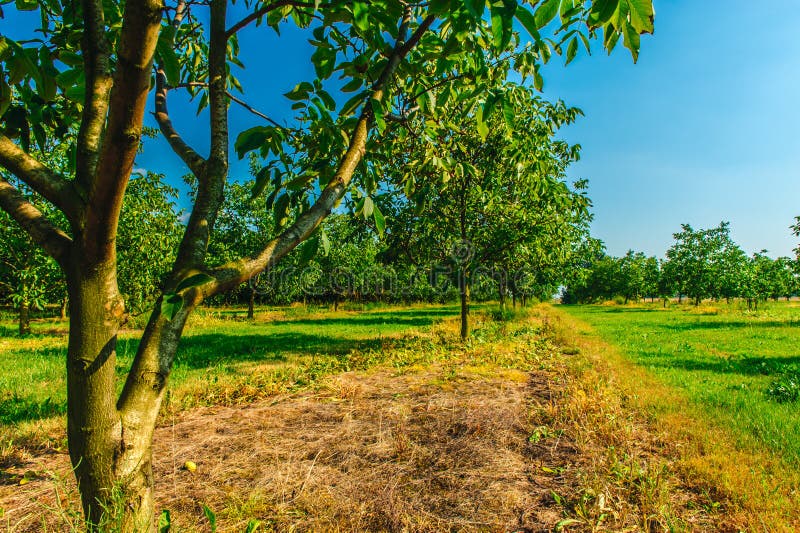 Walnut Plantation in the Light of the Sun Stock Image - Image of fresh ...