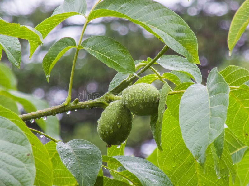 Walnut Tree after Rain Close Up Stock Photo - Image of healthy, natural ...