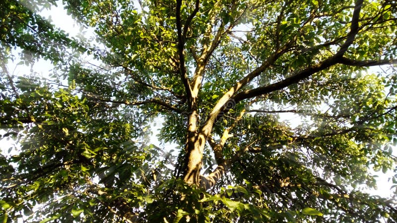 Walnut tree stock photo. Image of summer, leaves, sunshine - 74862920