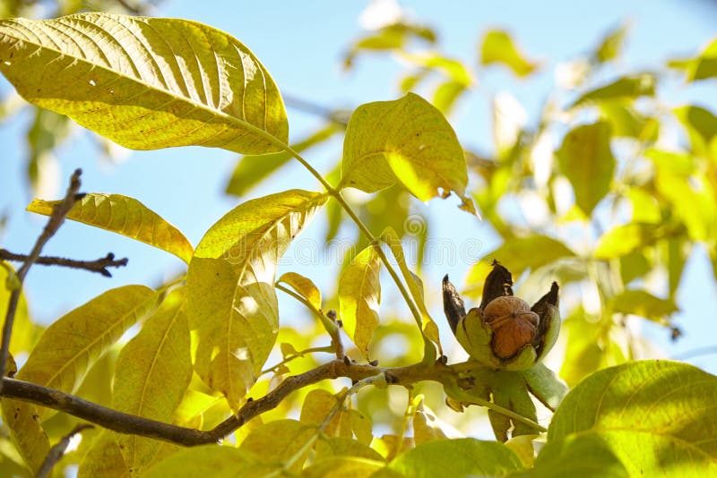 Walnut Tree with Ripe Walnut Fruit on Branch Stock Image - Image of ...