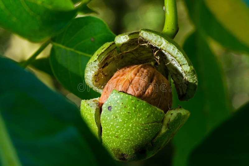 Walnut tree stock image. Image of food, fall, walnut - 100488401