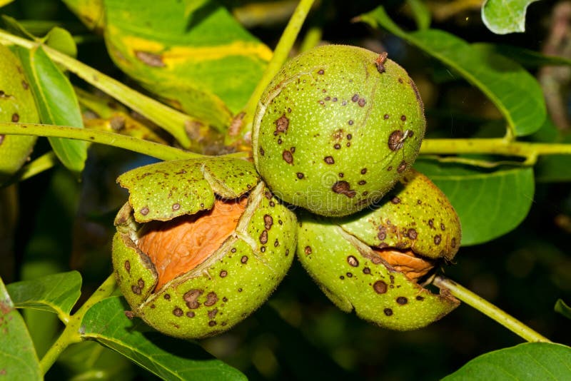 Walnut tree stock photo. Image of open, fruit, food - 100488616