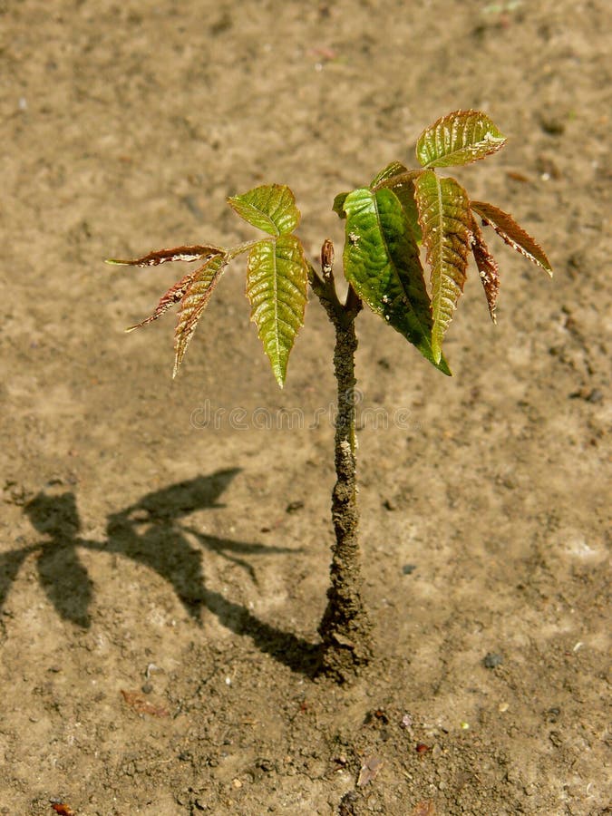 Walnut tree seedling stock image. Image of plant, healthy - 40908853