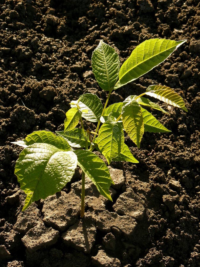 Walnut tree seedling stock photo. Image of sapling, garden - 40908944