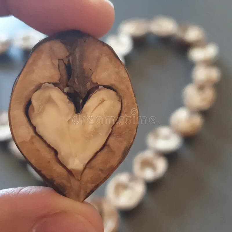 A Walnut Tree with a Shape of a Heart Stock Photo - Image of walnut ...