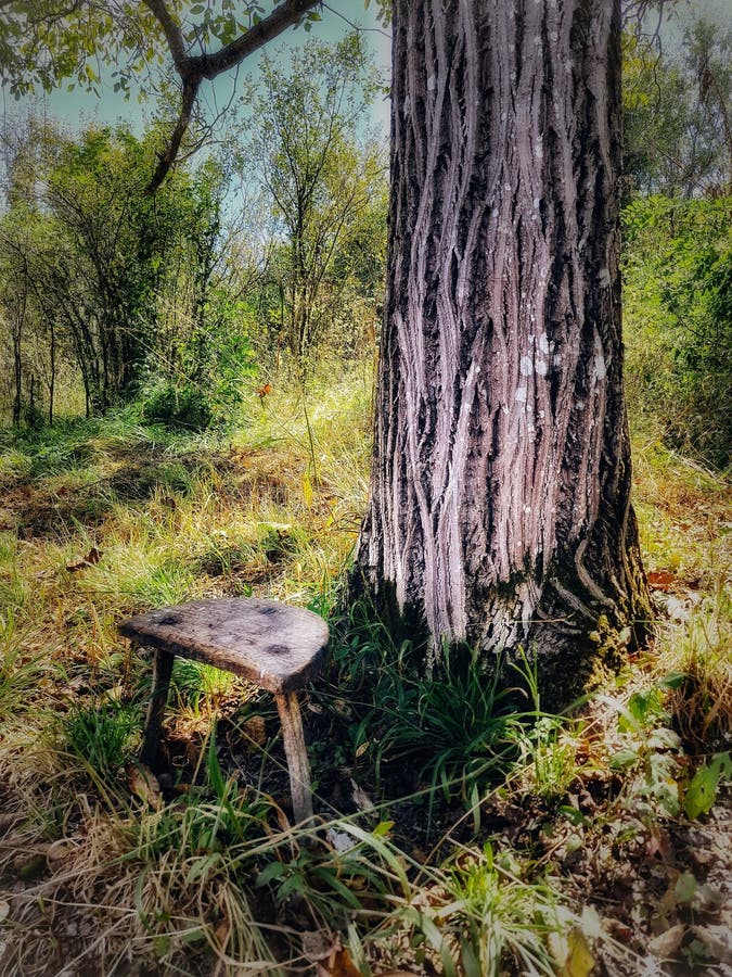 A Walnut Tree and a Small Chair Stock Photo - Image of wood, break ...