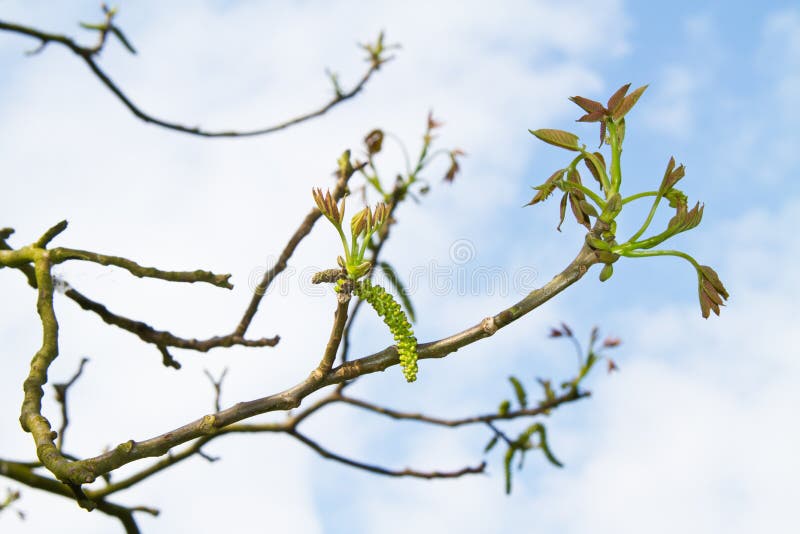 Walnut tree in spring stock image. Image of juglans, branch - 92440603