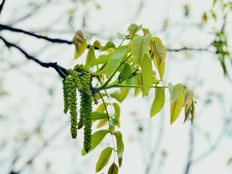Walnut tree stock photo. Image of fruits, tree, spring - 274717204