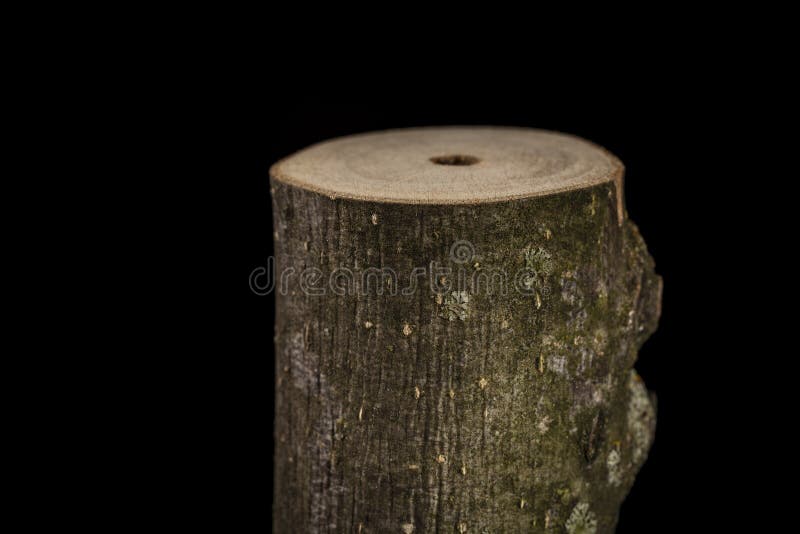 Walnut Tree Stump on Black Background, Closeup Stock Image - Image of ...
