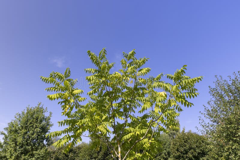 The Walnut Tree in the Summer in Sunny Weather Stock Image - Image of ...