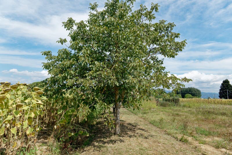 Walnut Tree in Summer . Tuscany, Italy Stock Image - Image of harvest ...