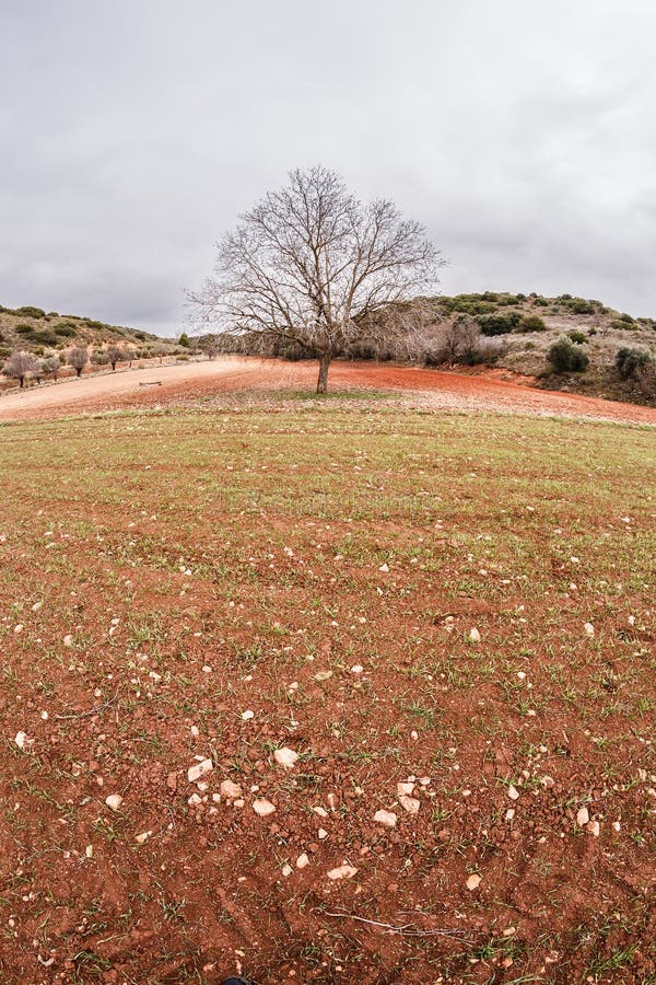 Walnut Tree on Top of Field in Alhambra. Cudad Real Stock Image - Image ...
