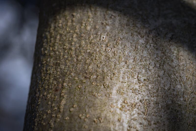 Walnut tree trunk stock image. Image of madeira, macro - 247700957