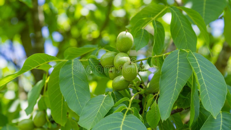Walnut stock photo. Image of saler, pakistan, walnut - 90549708