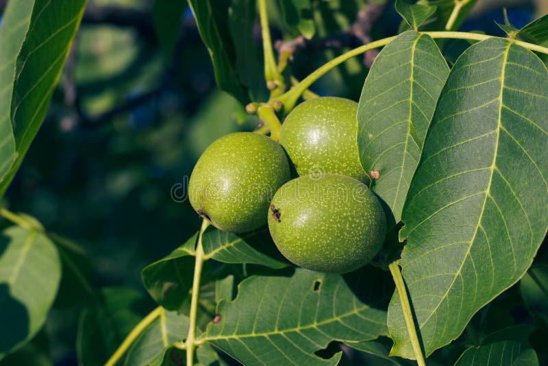 Walnut Tree with Unripe Green Walnut Stock Image - Image of foliage ...