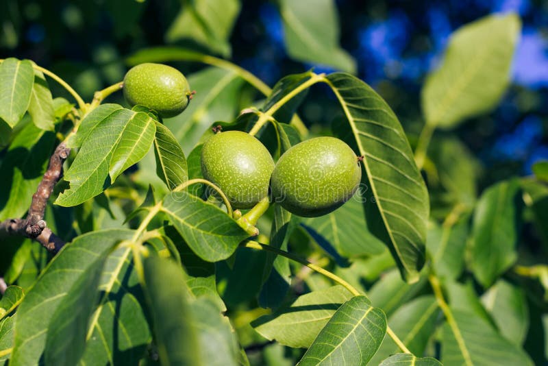 Walnut Tree with Unripe Green Walnut Stock Image - Image of farm ...