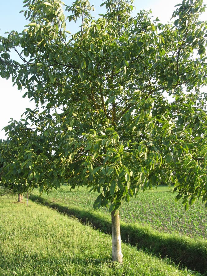 Walnut Tree with Unripe Green Walnuts on Green Background . Tuscany ...
