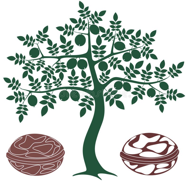 Walnut Stock Illustrations – 61,218 Walnut Stock Illustrations, Vectors ...