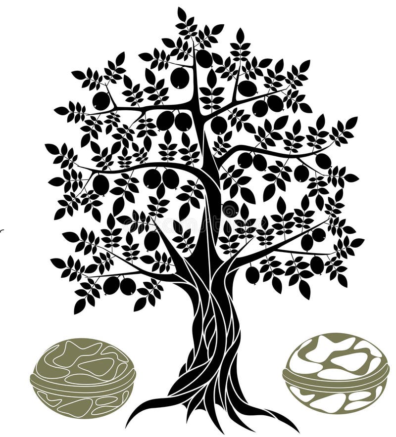 Walnut Tree Clipart