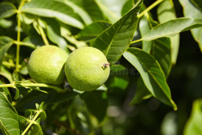 Walnut Tree with Walnut Fruit in Green Pericarp Stock Image - Image of ...