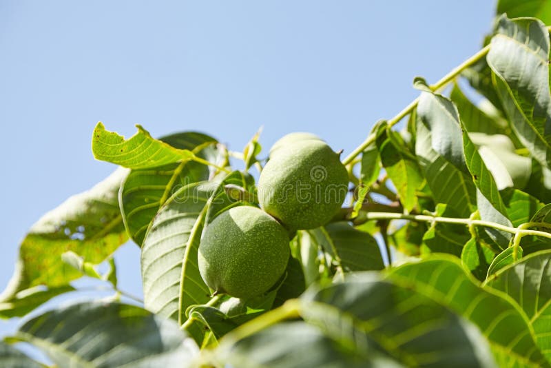 Walnut Tree with Walnut Fruit in Green Pericarp Stock Photo - Image of ...