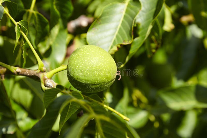 Walnut Tree with Walnut Fruit in Green Pericarp Stock Image - Image of ...