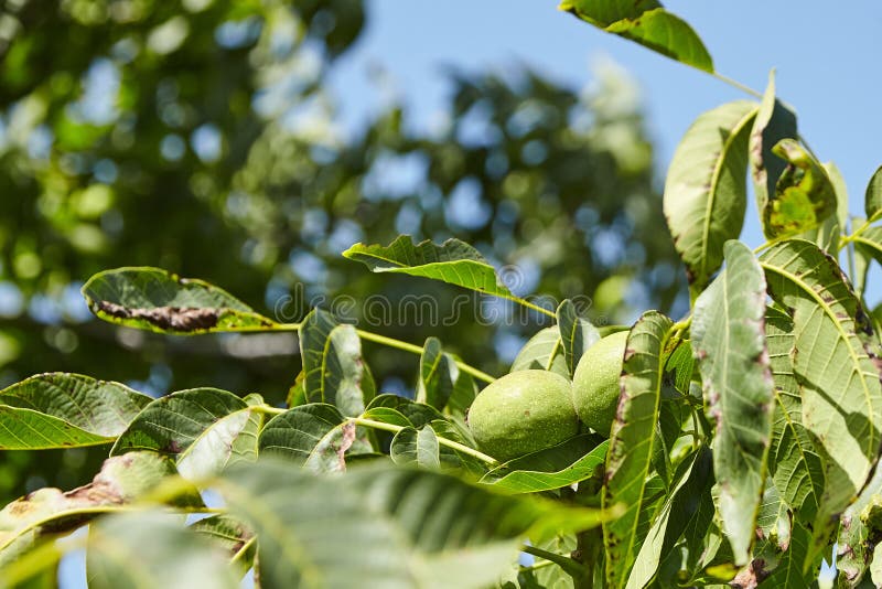 Walnut Tree with Walnut Fruit in Green Pericarp Stock Photo - Image of ...