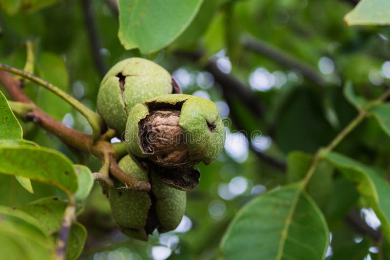 Walnut on a tree stock photo. Image of natural, growth - 106963626