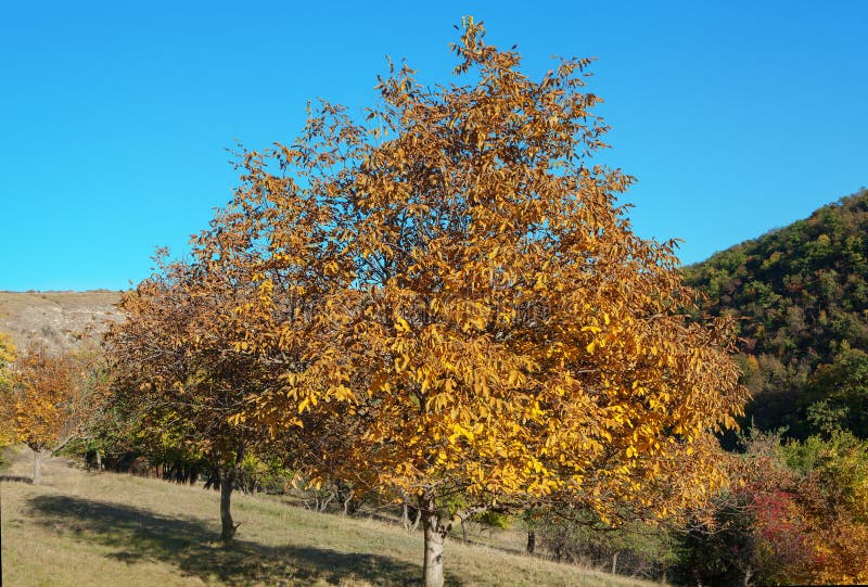 Walnut tree stock photo. Image of fall, nuts, nature - 159420982