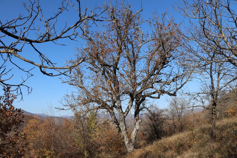 Autumn trees stock photo. Image of trees, autumn, yellow - 177031226