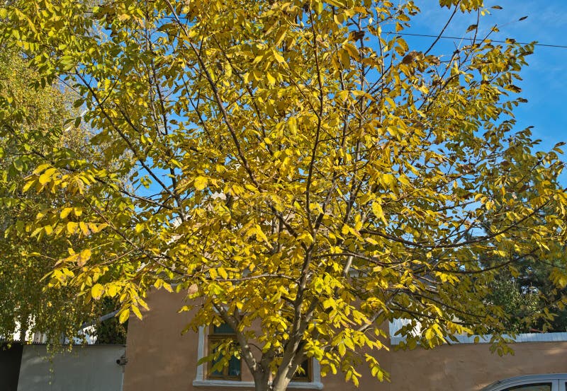 Walnut Tree with Yellow Leaves at Autumn Stock Image - Image of stretch ...