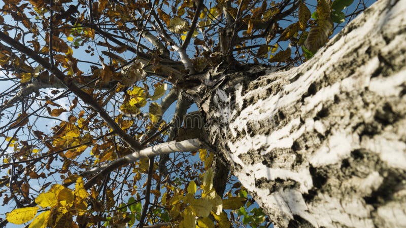 Walnut Tree with Yellow Leaves in Autumn - View from Below. Stock Photo ...