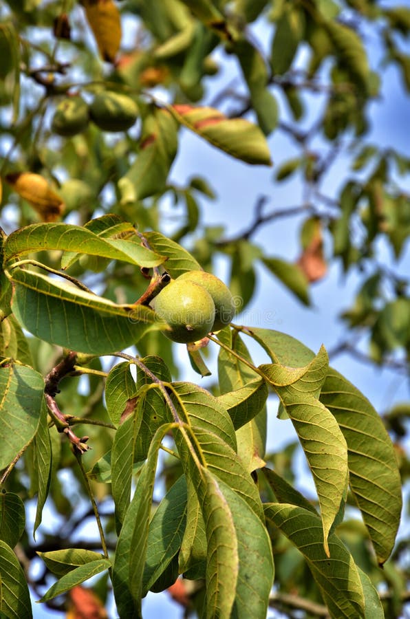 Walnut Tree with Green Fruits Stock Image - Image of farm, healthy ...