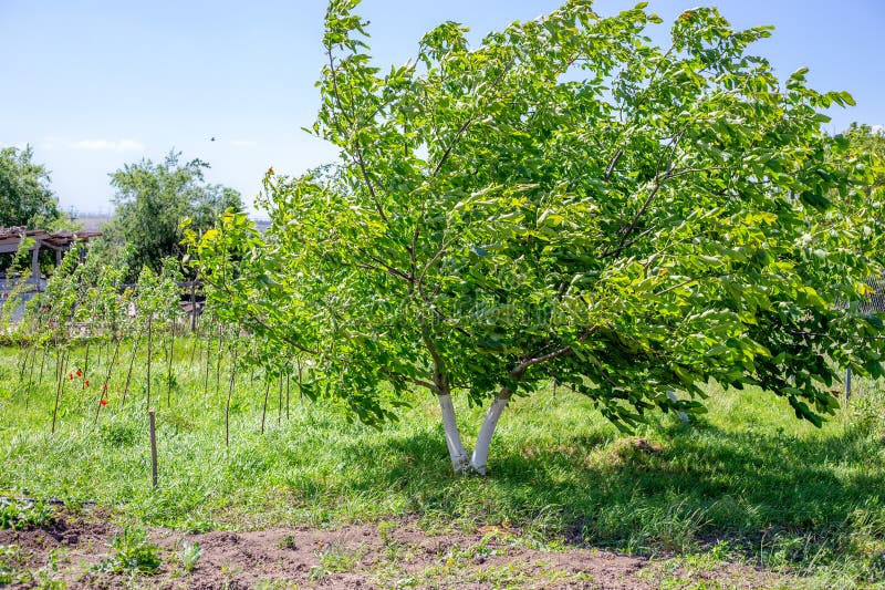 Walnut Tree and Young Fruit Saplings in the Garden on a Summer Day ...